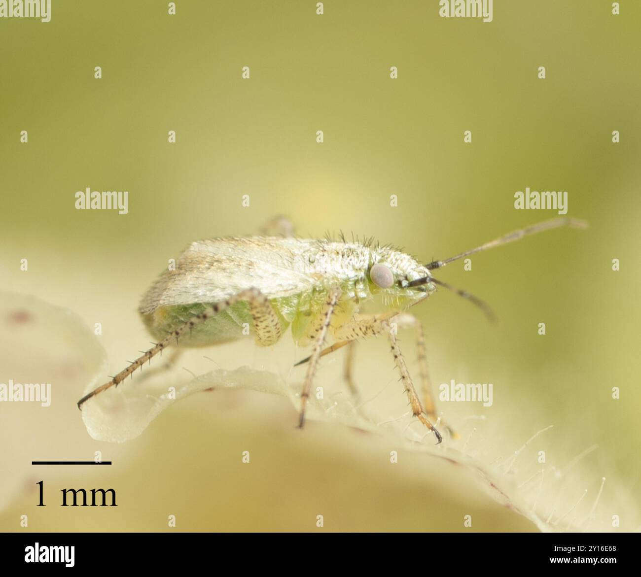 True Bugs (Heteroptera) Insecta Stock Photo - Alamy