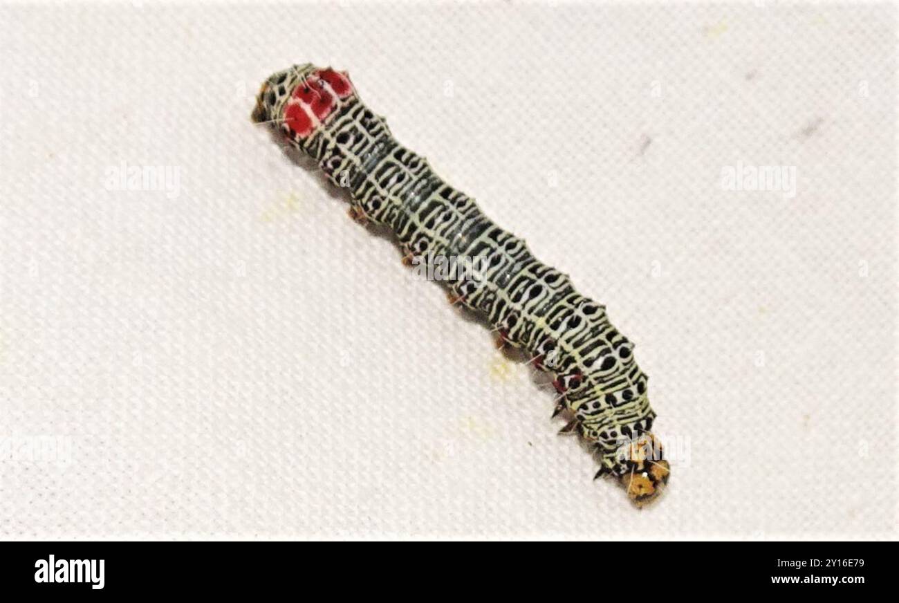 Australian Grapevine Moth (Phalaenoides glycinae) Insecta Stock Photo ...