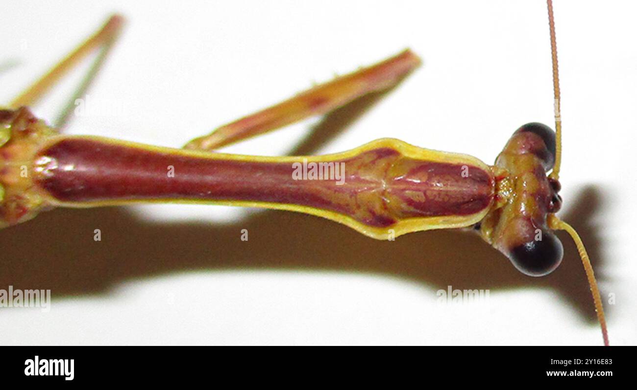 Zebra Mantis (Omomantis zebrata) Insecta Stock Photo - Alamy