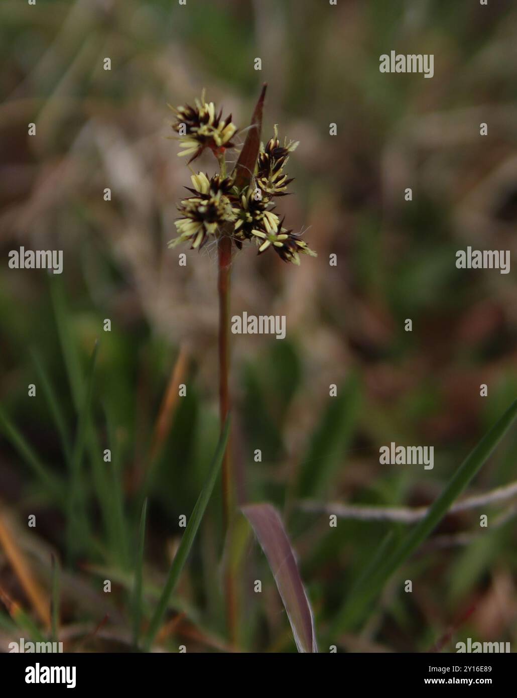 Field woodrush (Luzula campestris) Plantae Stock Photo - Alamy