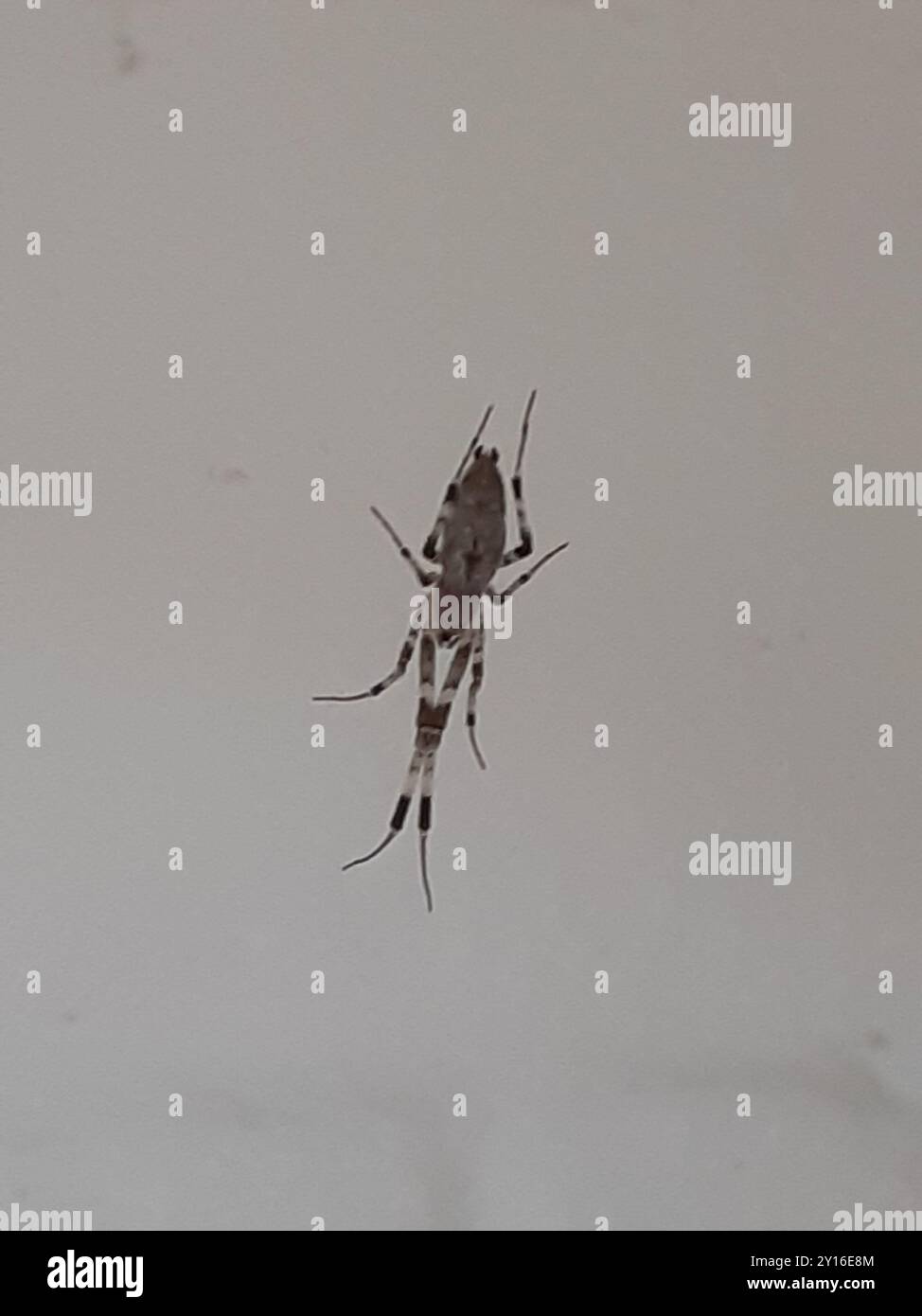 Ninja-star Ceiling Spider (Zosis geniculata) Arachnida Stock Photo - Alamy
