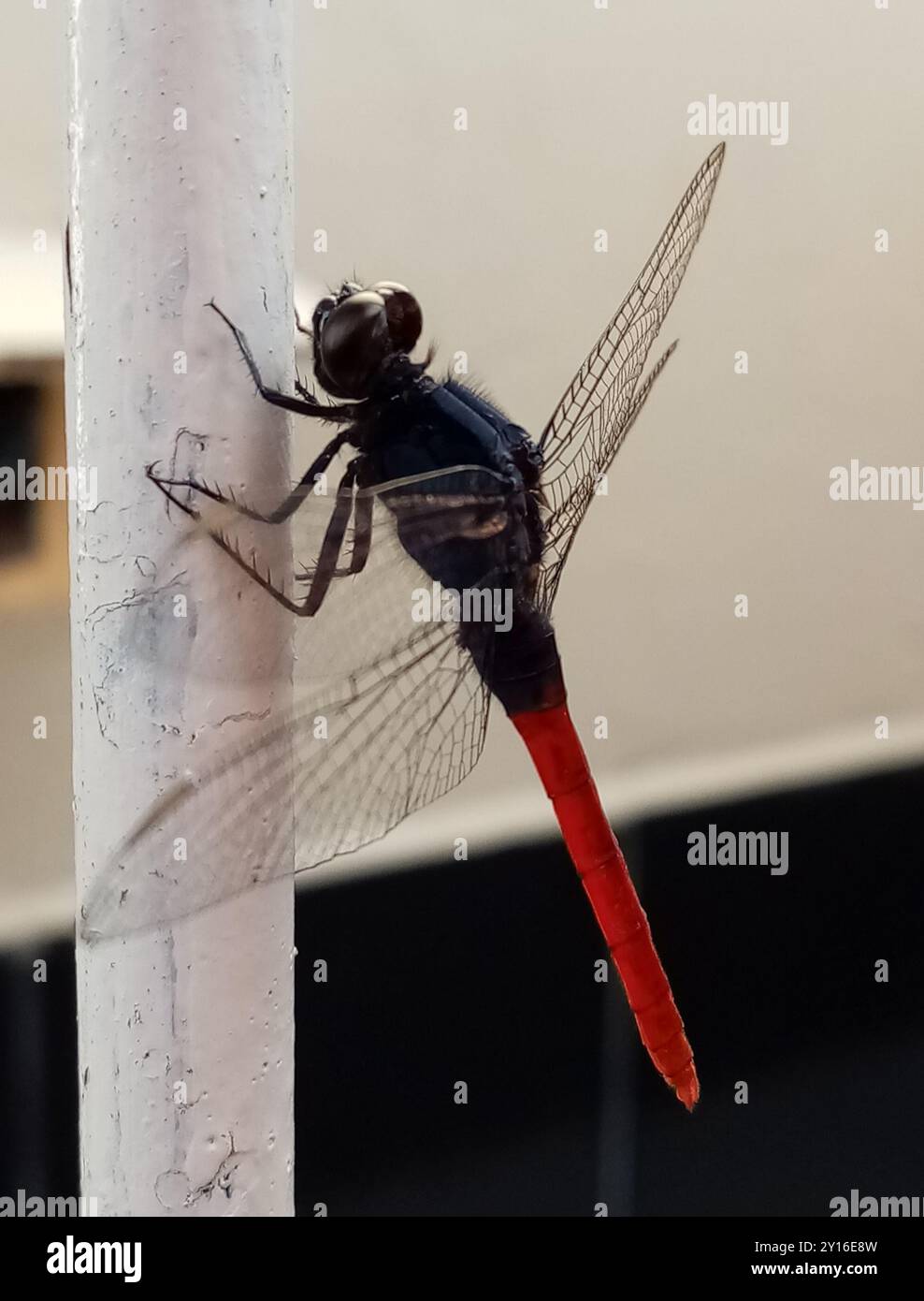 Flame-tailed Pondhawk (Erythemis peruviana) Insecta Stock Photo - Alamy