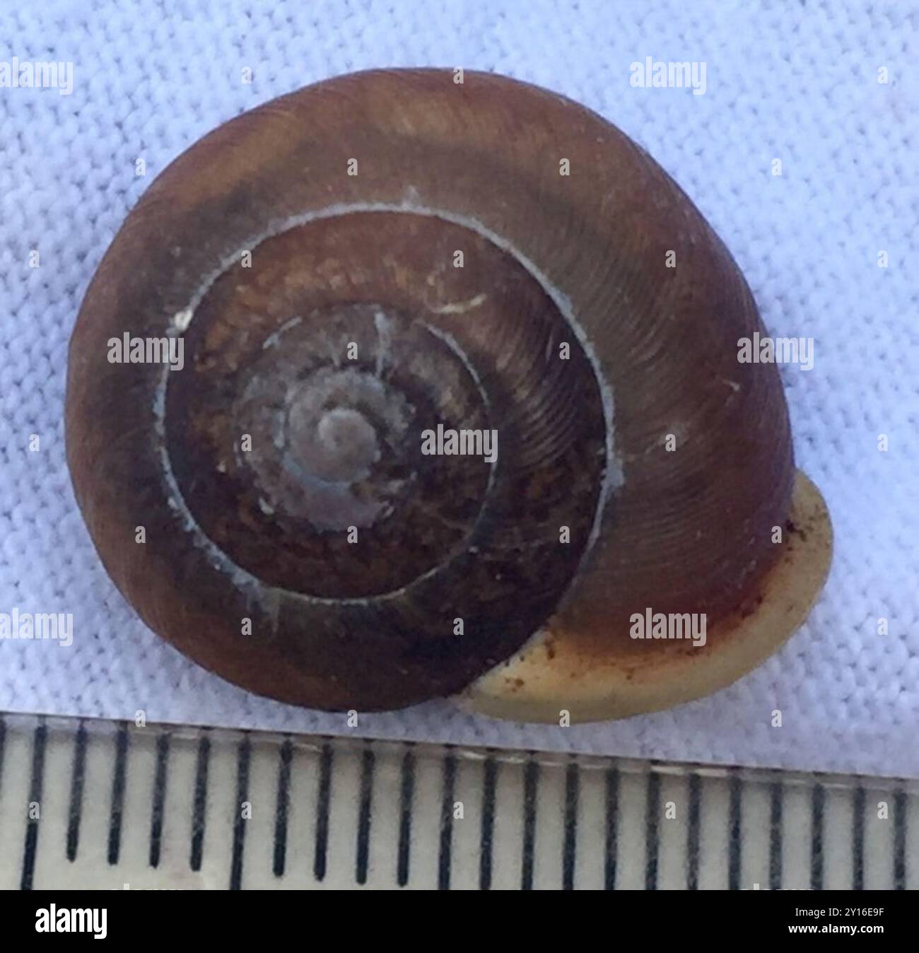 White-lip Globe Snail (Mesodon thyroidus) Mollusca Stock Photo - Alamy