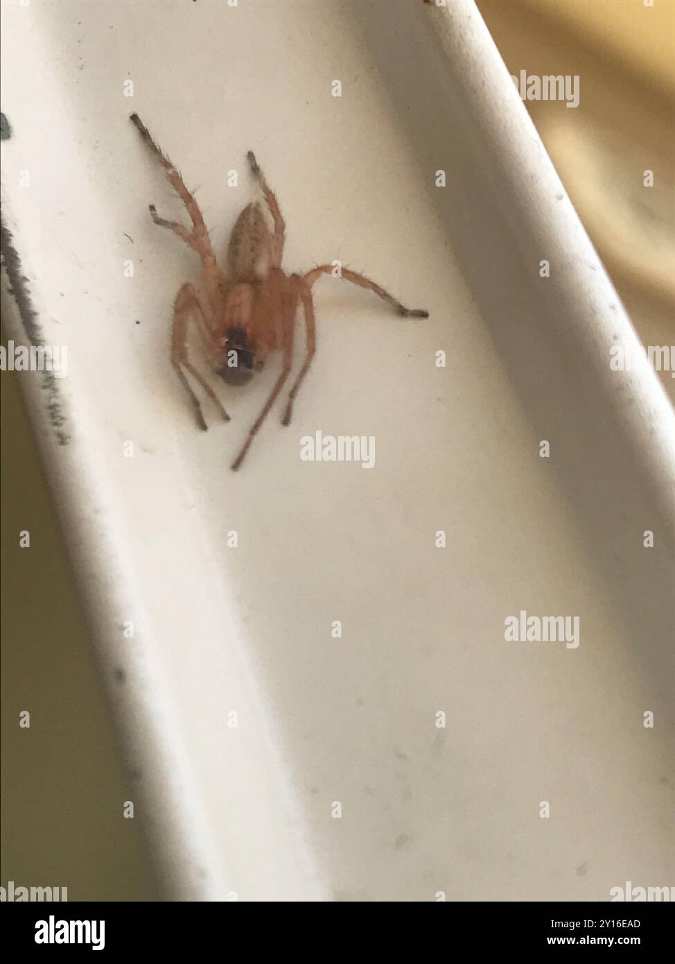 garden ghost spider (Hibana gracilis) Arachnida Stock Photo - Alamy
