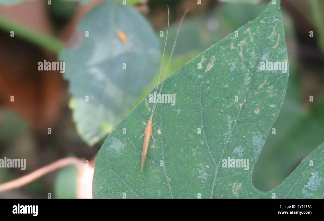 White Miller Caddisflies (Nectopsyche) Insecta Stock Photo - Alamy