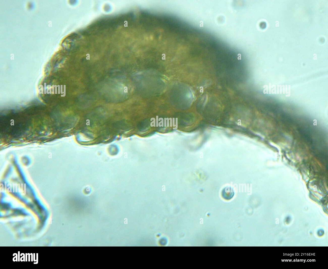 Bird's-Claw Beard-Moss (Barbula unguiculata) Plantae Stock Photo - Alamy