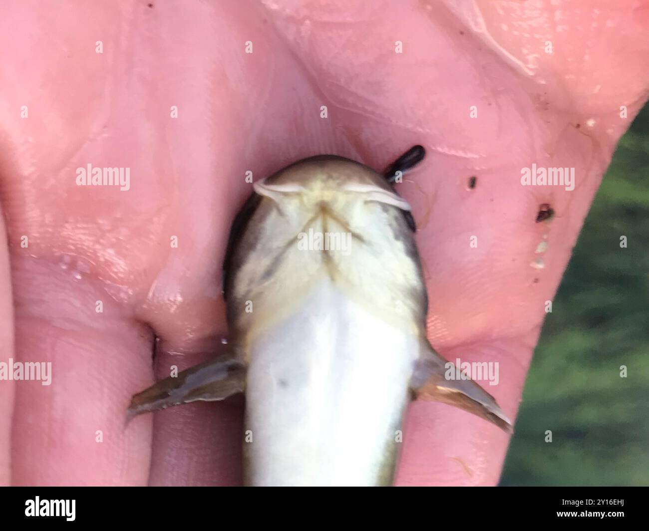 Yellow Bullhead (Ameiurus natalis) Actinopterygii Stock Photo - Alamy
