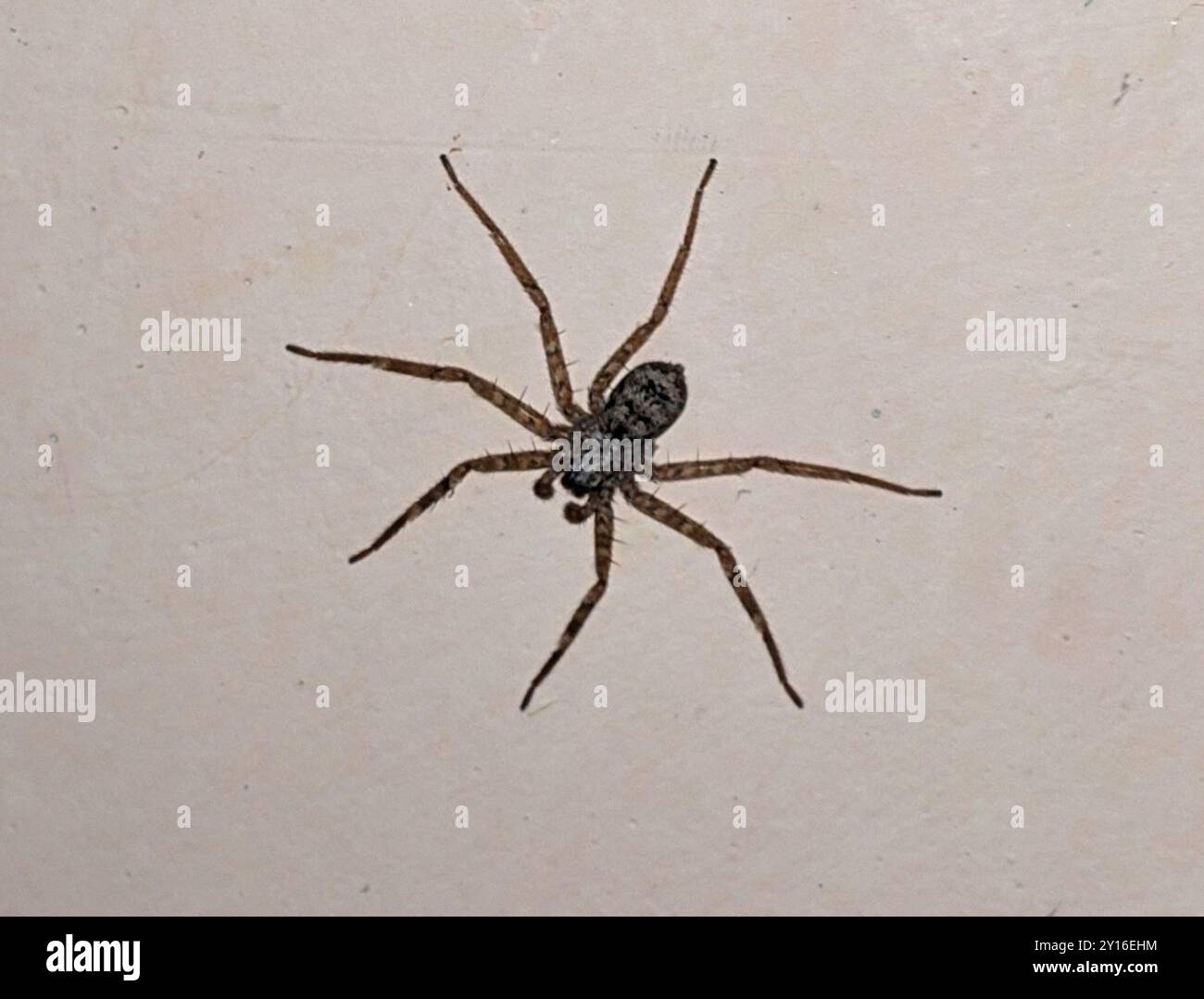 Crescent-eyed Spiders (Selenops) Arachnida Stock Photo - Alamy