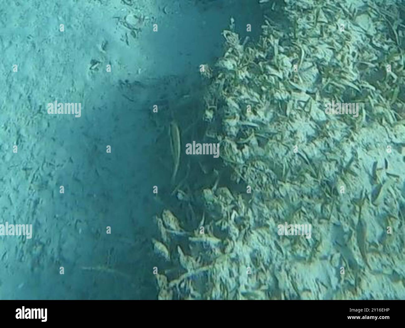 Ray-finned Fishes (Actinopterygii) Actinopterygii Stock Photo - Alamy