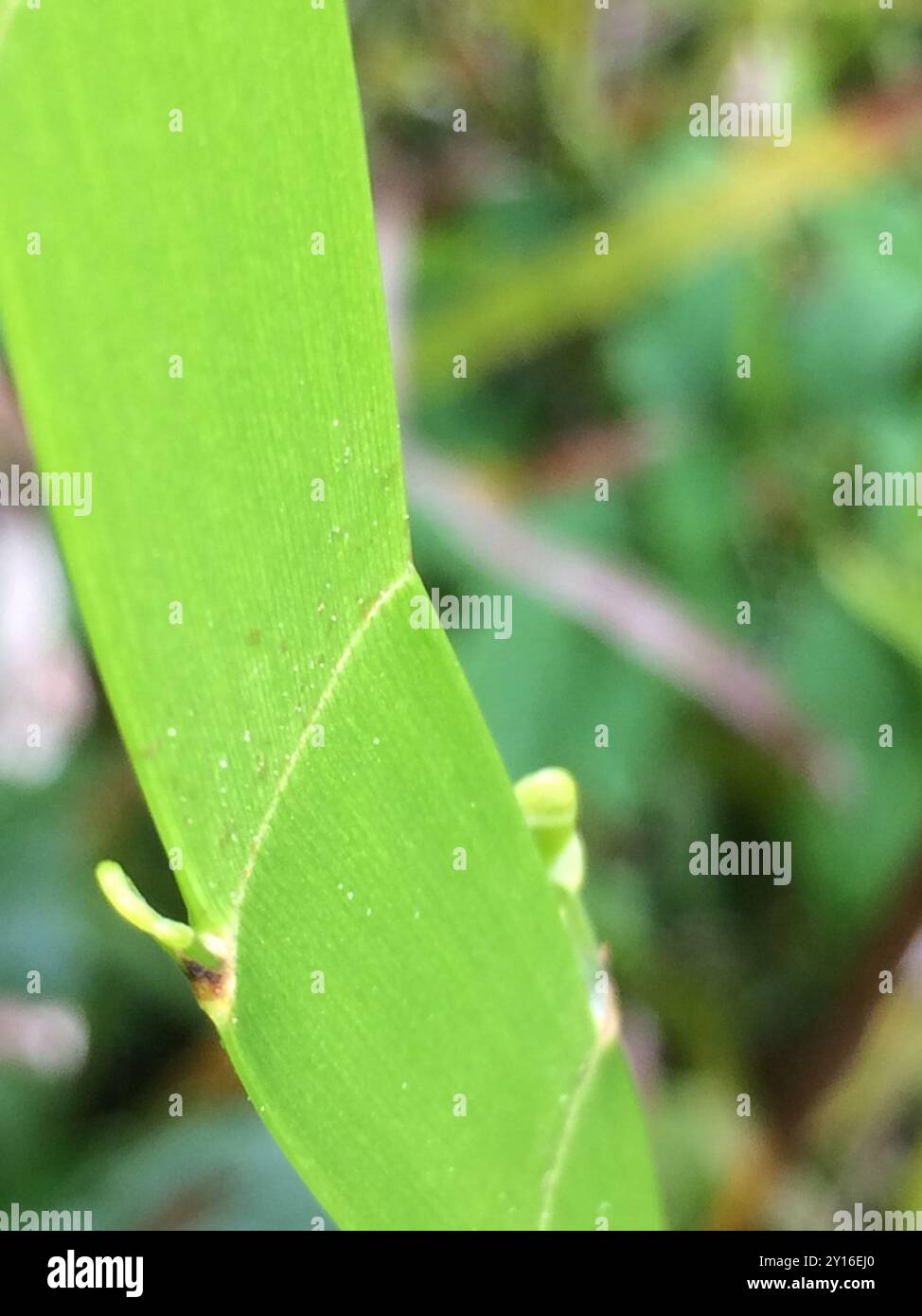 flowering plants (Angiospermae) Plantae Stock Photo - Alamy