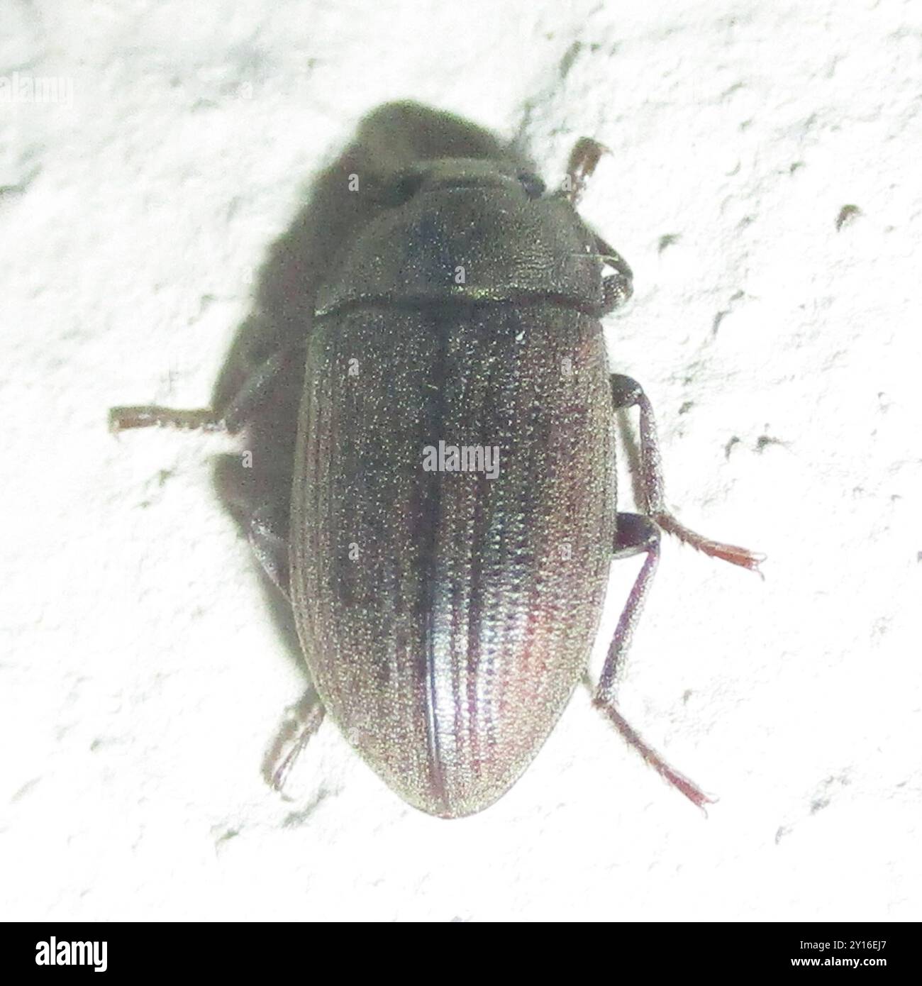 Dusty Surface Beetles (Gonocephalum) Insecta Stock Photo - Alamy