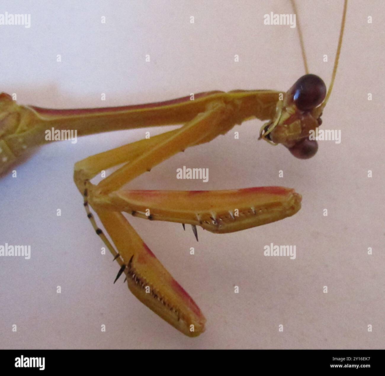 Zebra Mantis (Omomantis zebrata) Insecta Stock Photo - Alamy