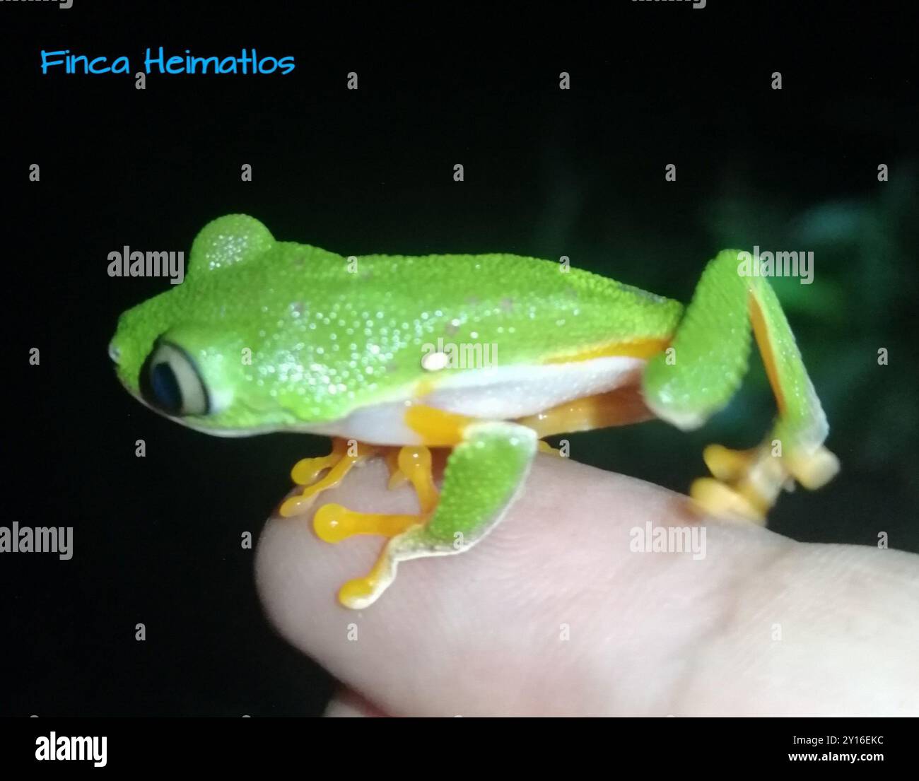 Amazonian Monkey Frog (Agalychnis hulli) Amphibia Stock Photo - Alamy