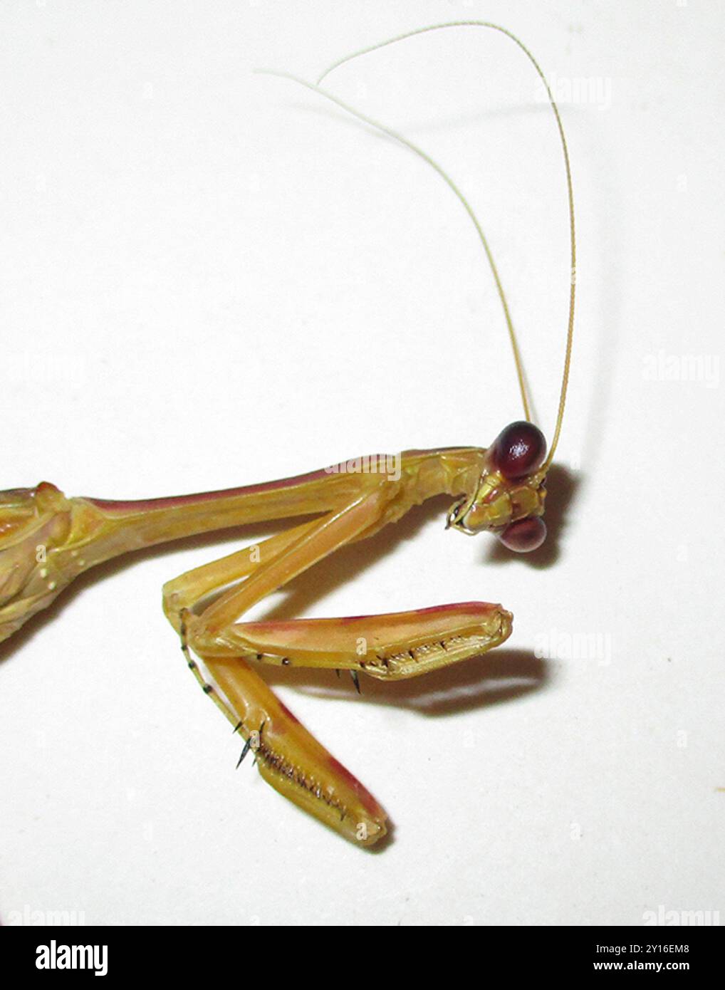 Zebra Mantis (Omomantis zebrata) Insecta Stock Photo - Alamy