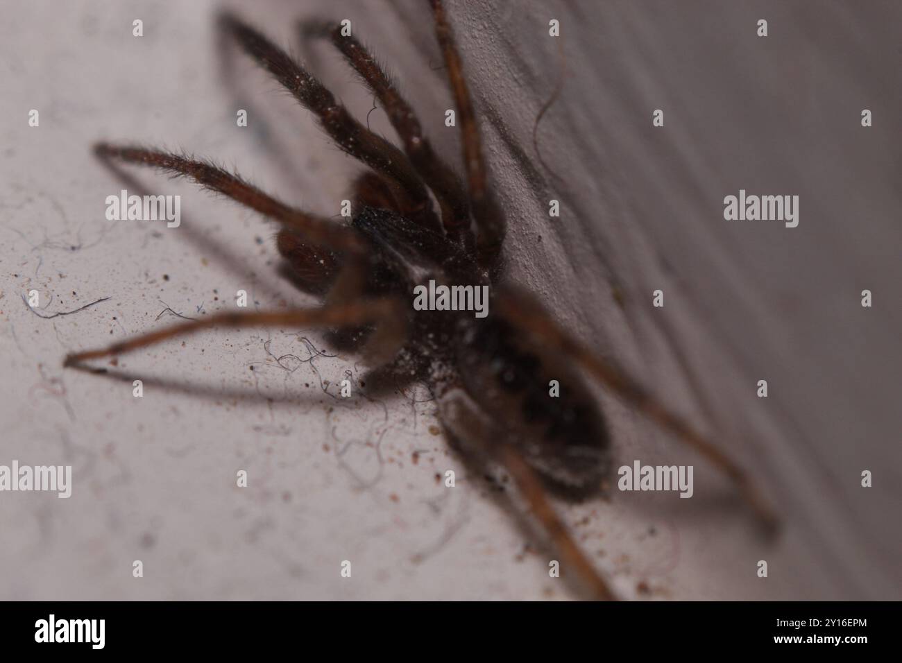 Snake-back Spider (Segestria senoculata) Arachnida Stock Photo - Alamy