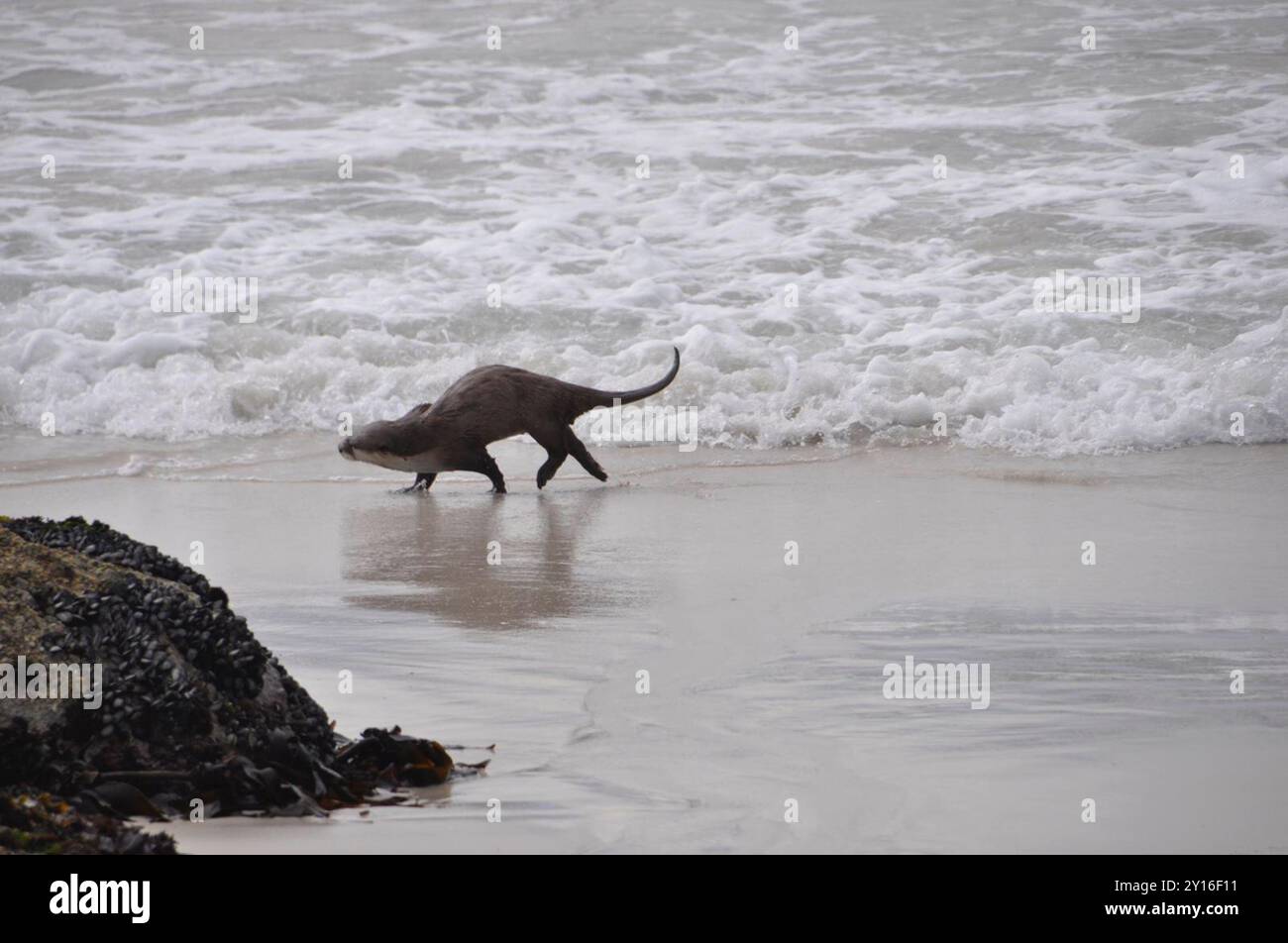Cape Clawless Otter (Aonyx capensis capensis) Mammalia Stock Photo - Alamy