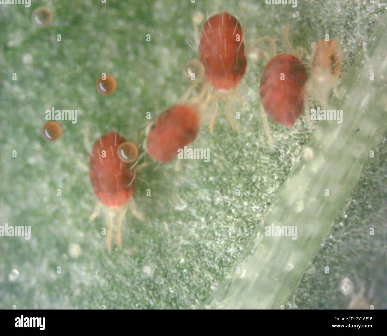 Twospotted Spider Mite (Tetranychus urticae) Arachnida Stock Photo - Alamy