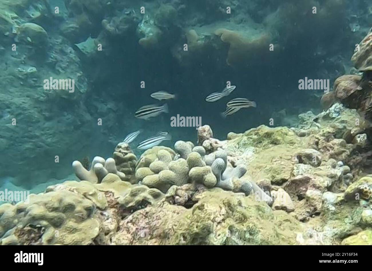 Scarus iseri hi-res stock photography and images - Alamy
