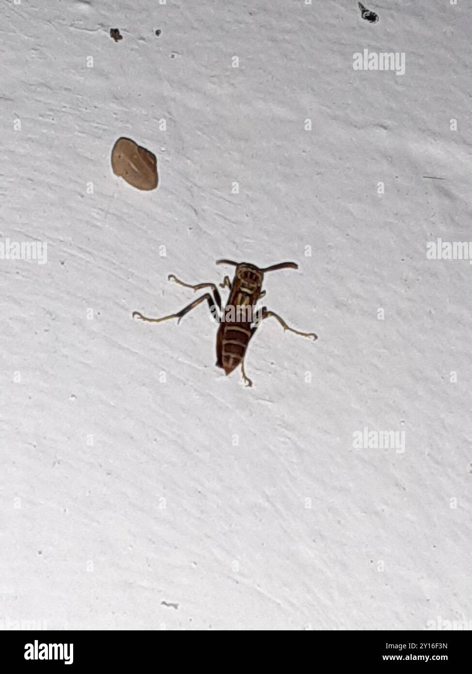 Mexican Paper Wasp (Mischocyttarus mexicanus) Insecta Stock Photo - Alamy