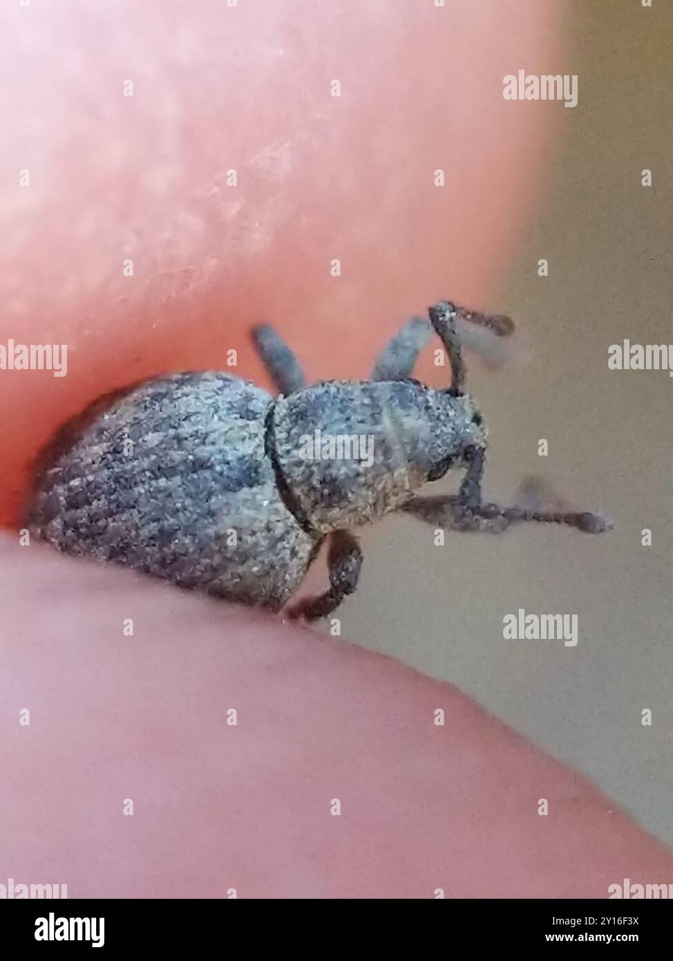 Hair-banded Broad-nosed Weevil (Myosides seriehispidus) Insecta Stock ...