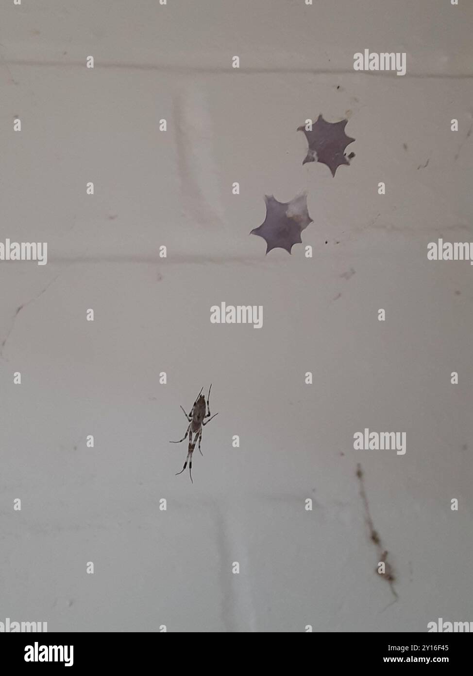 Ninja-star Ceiling Spider (Zosis geniculata) Arachnida Stock Photo - Alamy