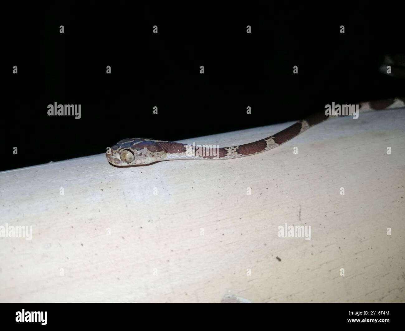 Common Blunt-headed Tree Snake (Imantodes cenchoa) Reptilia Stock Photo ...