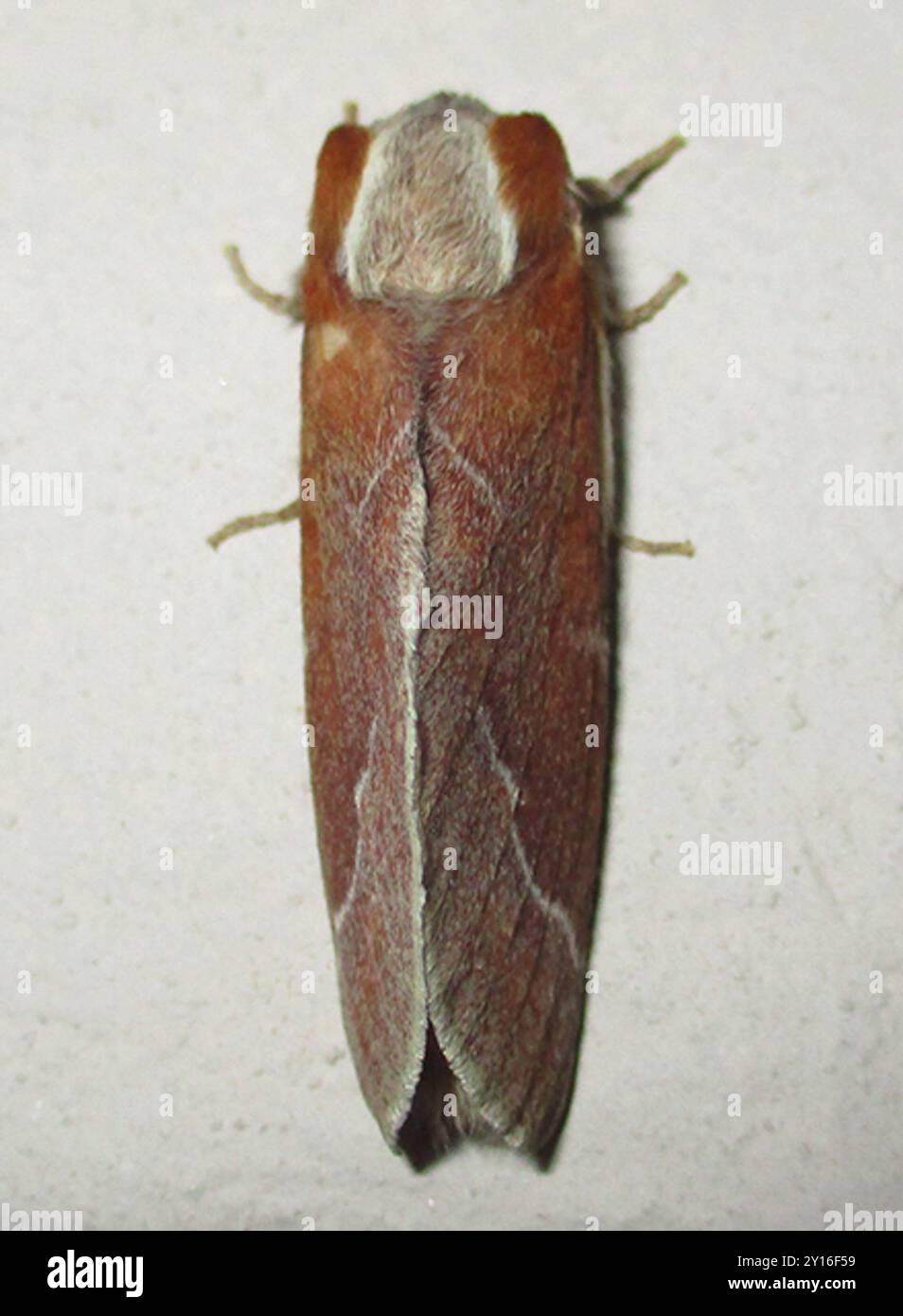 (Streblote polydora) Insecta Stock Photo - Alamy