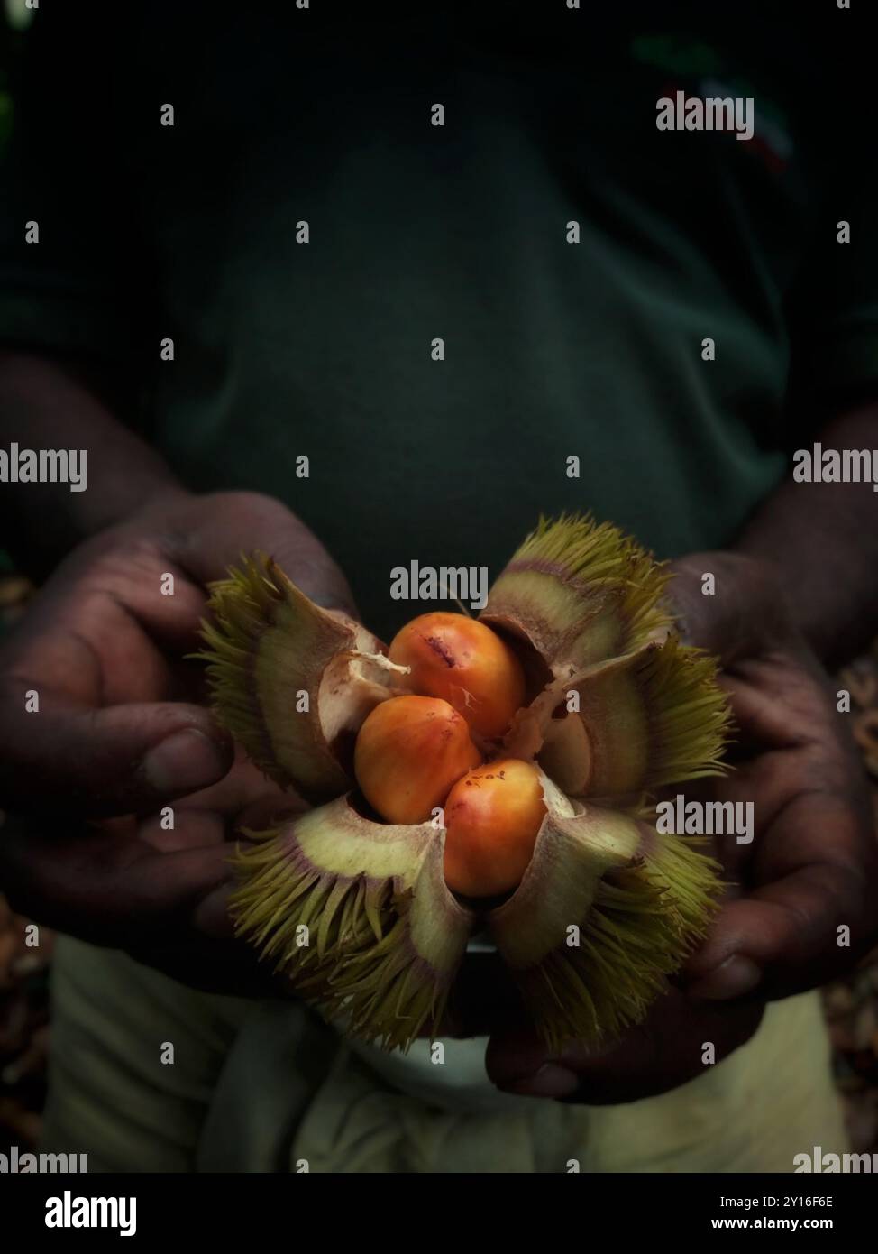 wild durian (Cullenia exarillata) Plantae Stock Photo - Alamy