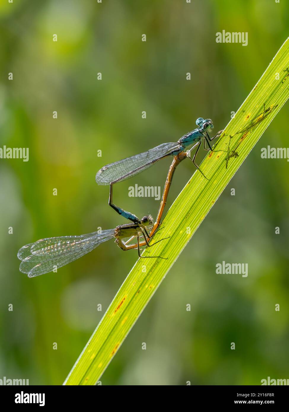 Common Blue Damselflies Stock Photo - Alamy
