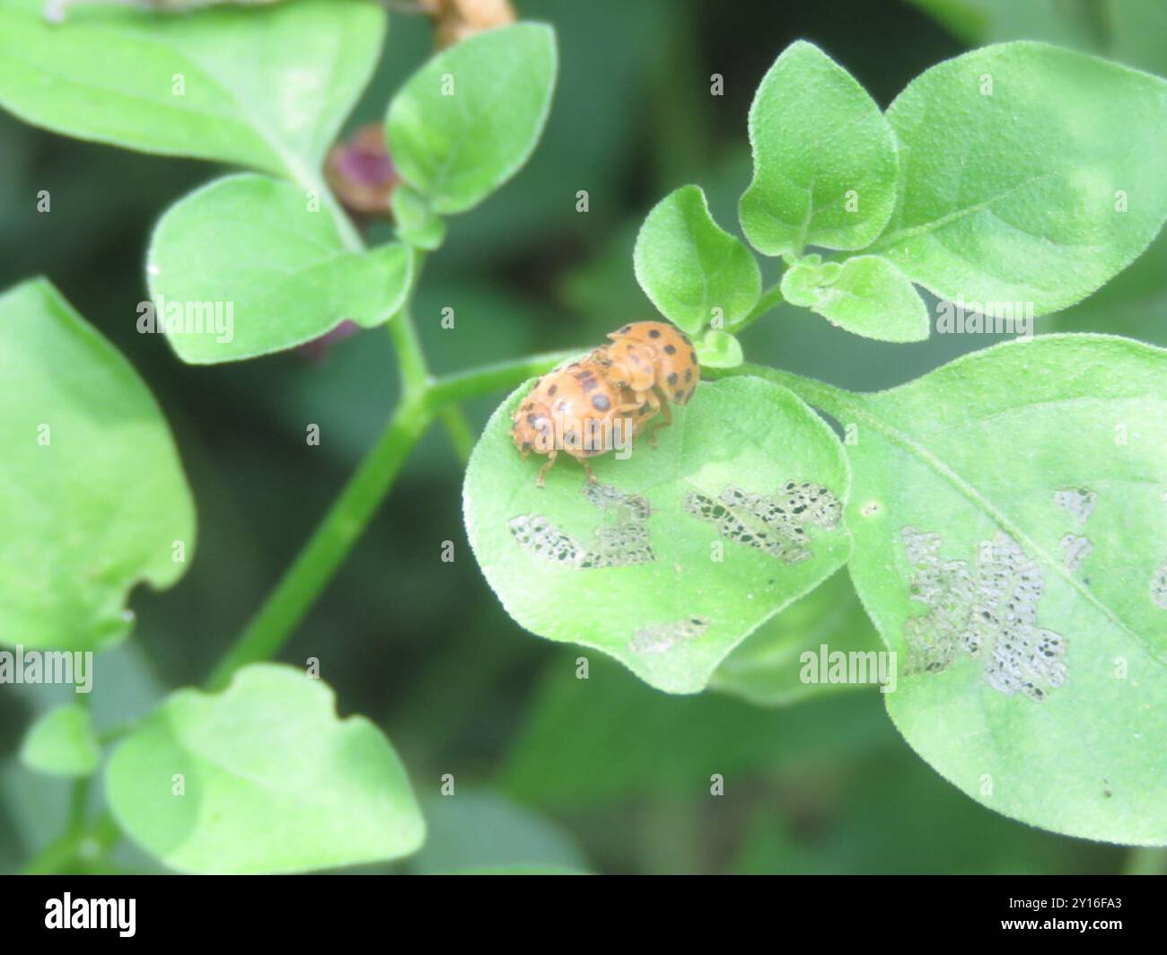 Hadda Beetle (Henosepilachna vigintioctopunctata) Insecta Stock Photo ...