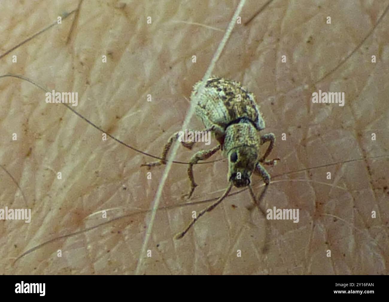Peach Root Weevil (Pseudoedophrys hilleri) Insecta Stock Photo - Alamy