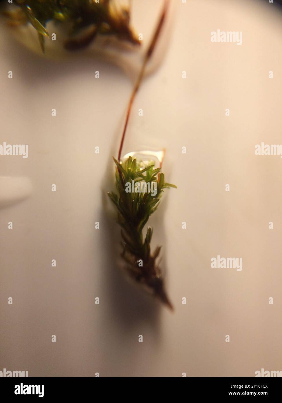 Bird's-Claw Beard-Moss (Barbula unguiculata) Plantae Stock Photo - Alamy