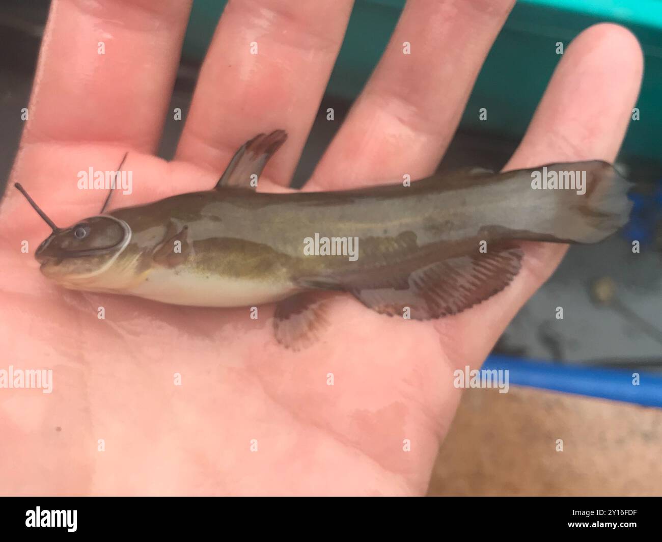 Yellow Bullhead (Ameiurus natalis) Actinopterygii Stock Photo - Alamy