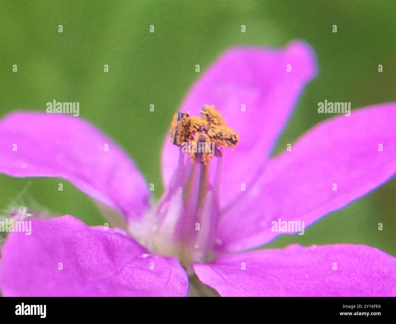 Geranium family (Geraniaceae) Plantae Stock Photo - Alamy