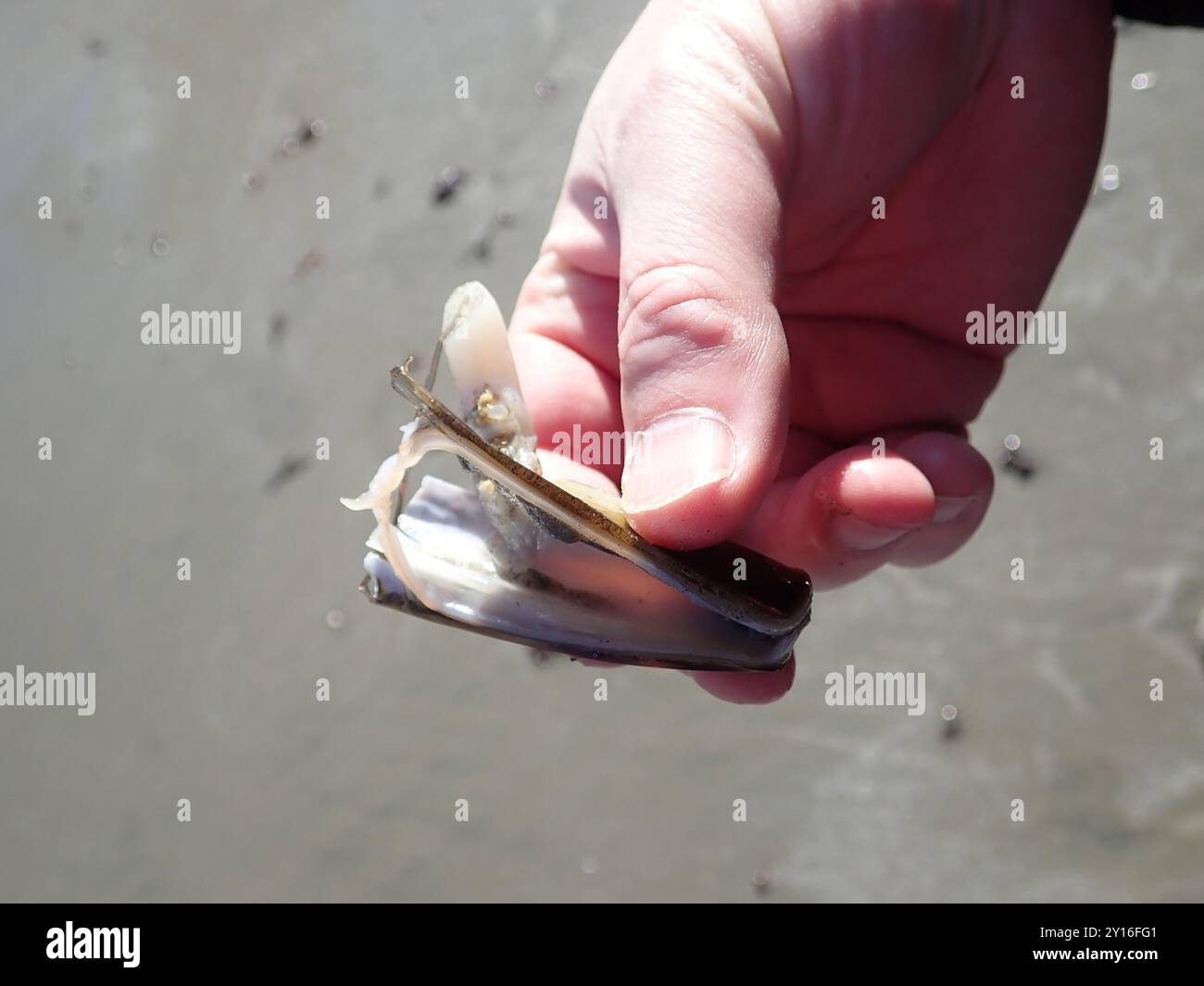 Ensis leei hi-res stock photography and images - Alamy