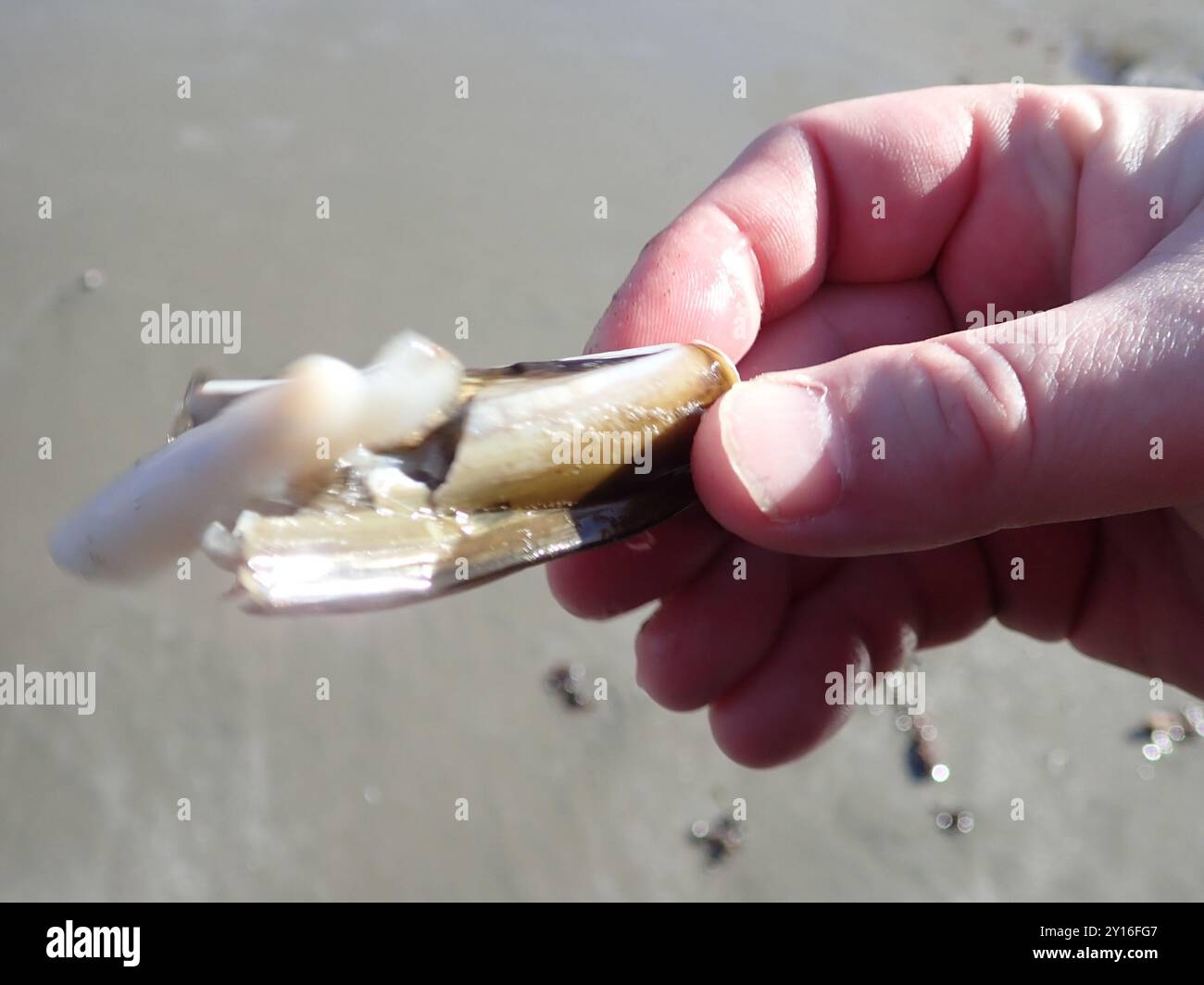 Atlantic Jackknife (Ensis leei) Mollusca Stock Photo - Alamy