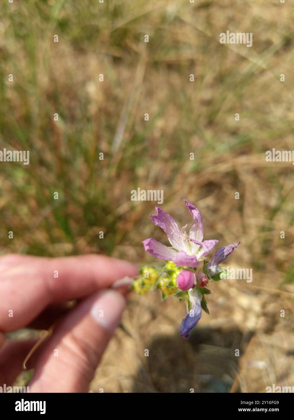 Oregon Checker-mallow (Sidalcea oregana) Plantae Stock Photo - Alamy