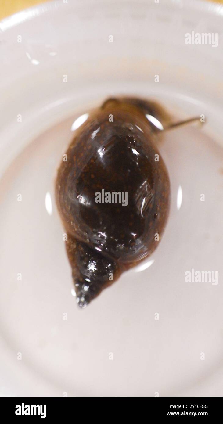 Bladder Snails (Physidae) Mollusca Stock Photo - Alamy