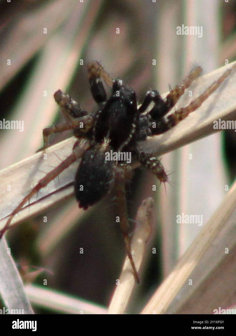 Thin-legged Wolf Spiders (Pardosa) Arachnida Stock Photo - Alamy
