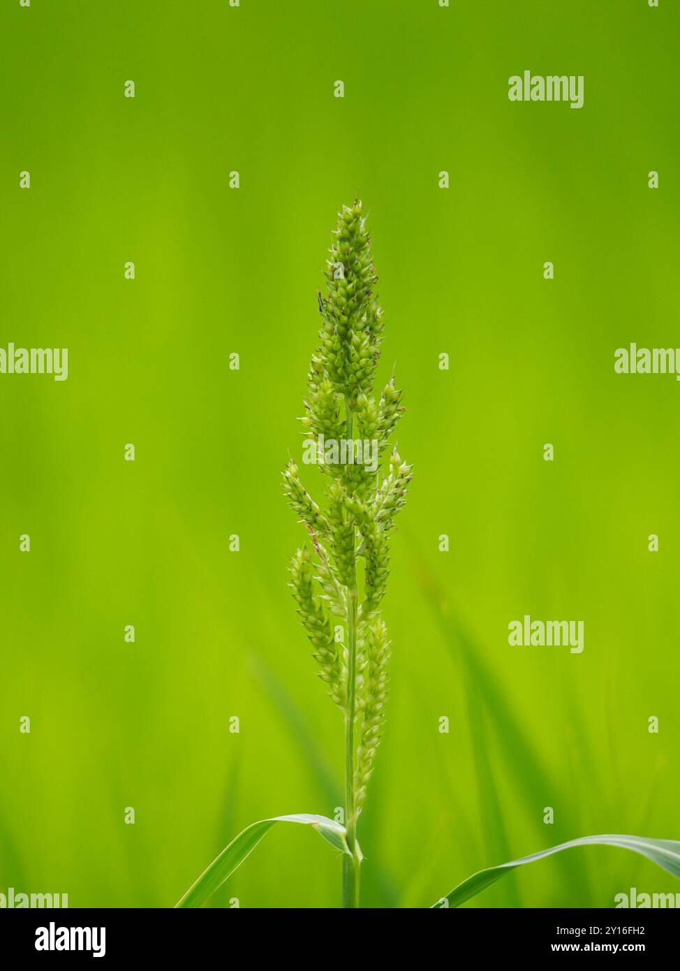 Jungle Rice (Echinochloa colonum) Plantae Stock Photo - Alamy