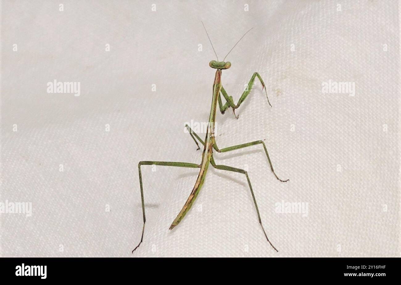 Australian stick mantis hi-res stock photography and images - Alamy
