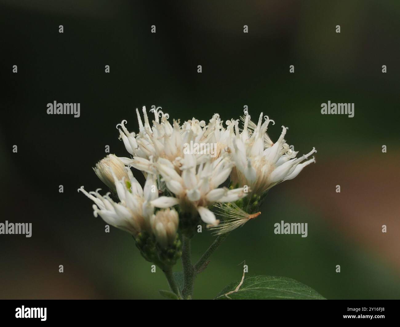 River Bittertea (Gymnanthemum amygdalinum) Plantae Stock Photo - Alamy