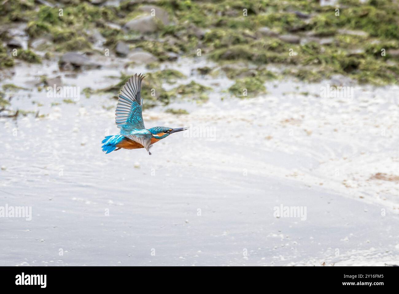 Close up of a Kingfisher flying fast close to the water over the River ...