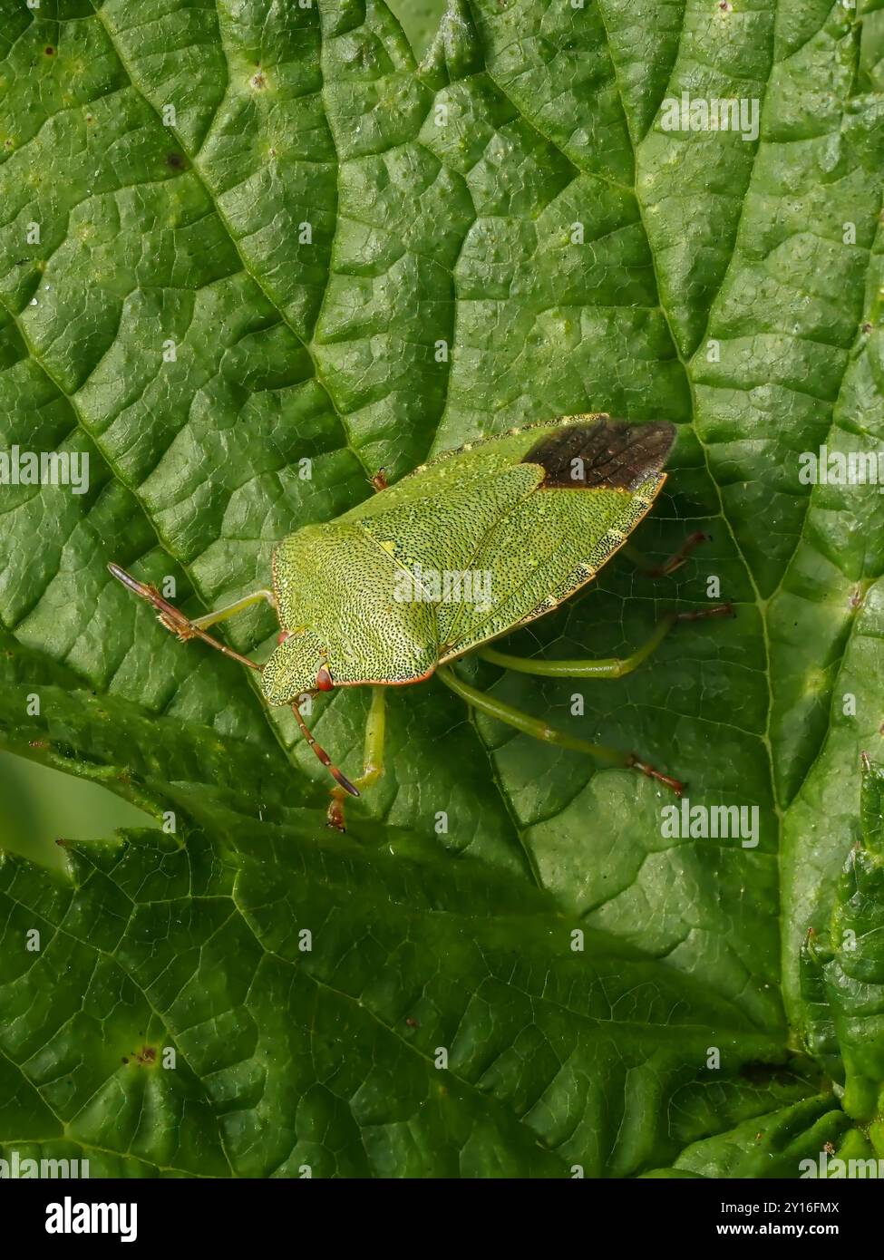 Green stink bug insect hi-res stock photography and images - Alamy
