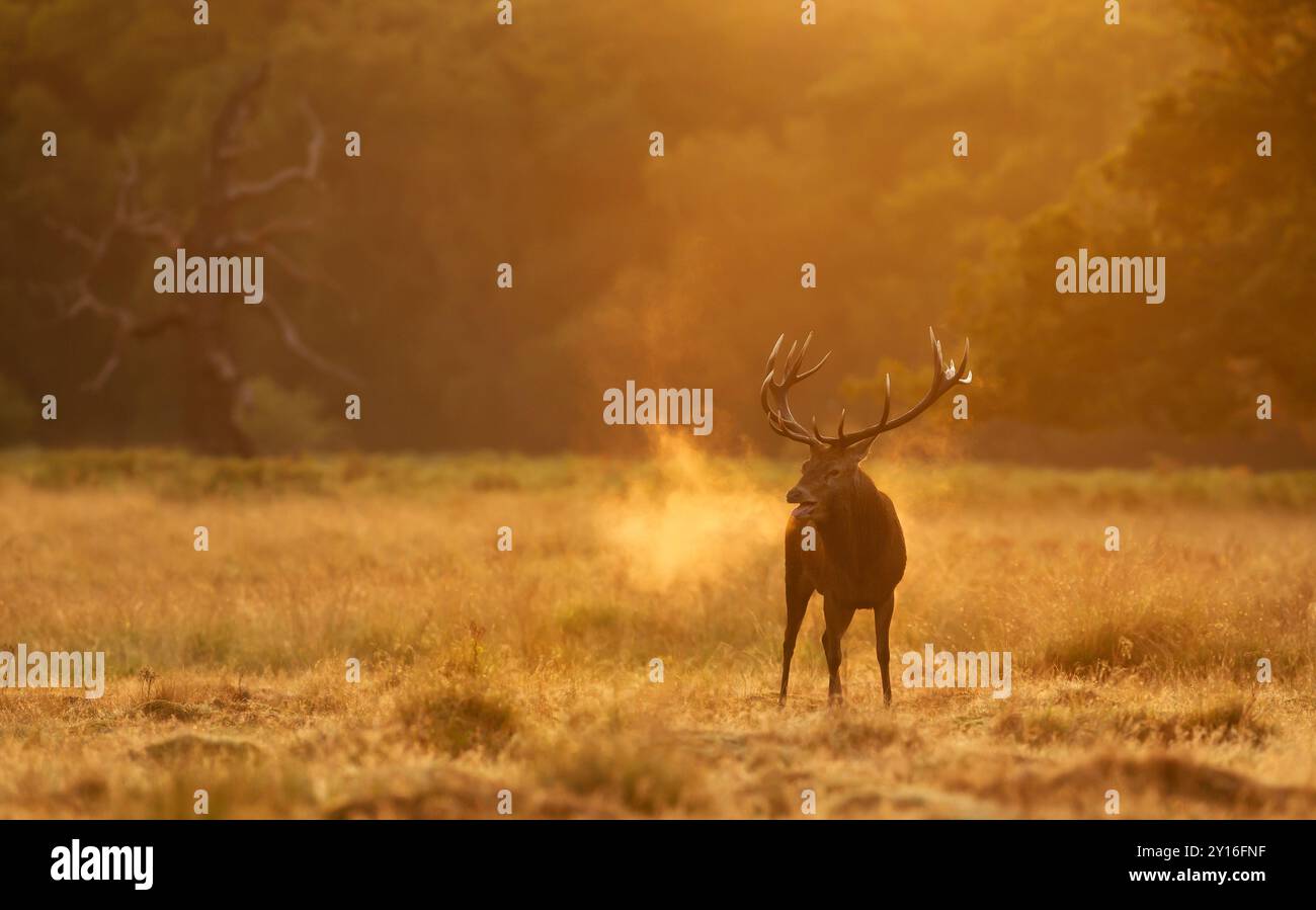 Majestic red deer stag calling during rutting season in golden sunrise ...