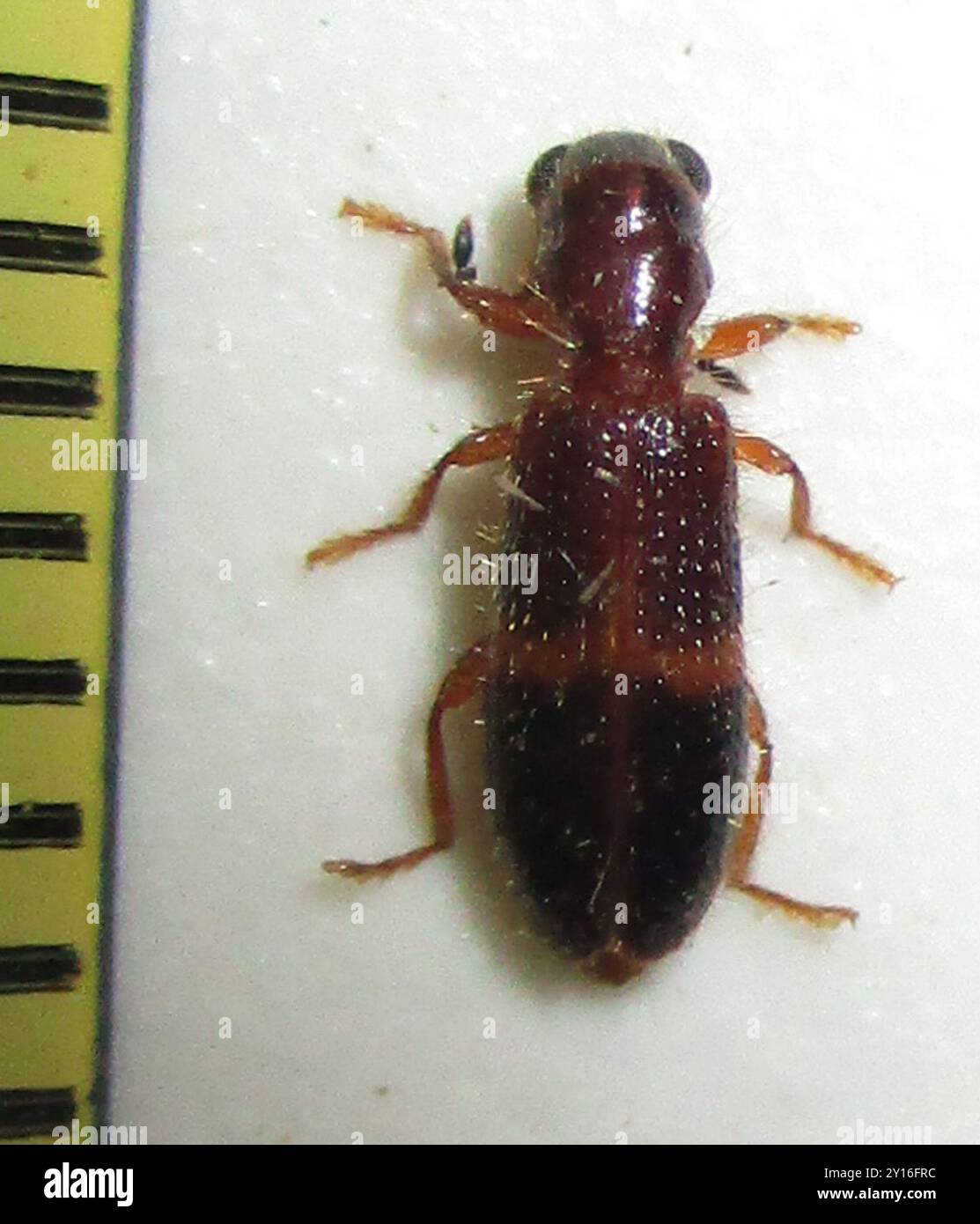 Checkered Beetles (Cleridae) Insecta Stock Photo - Alamy