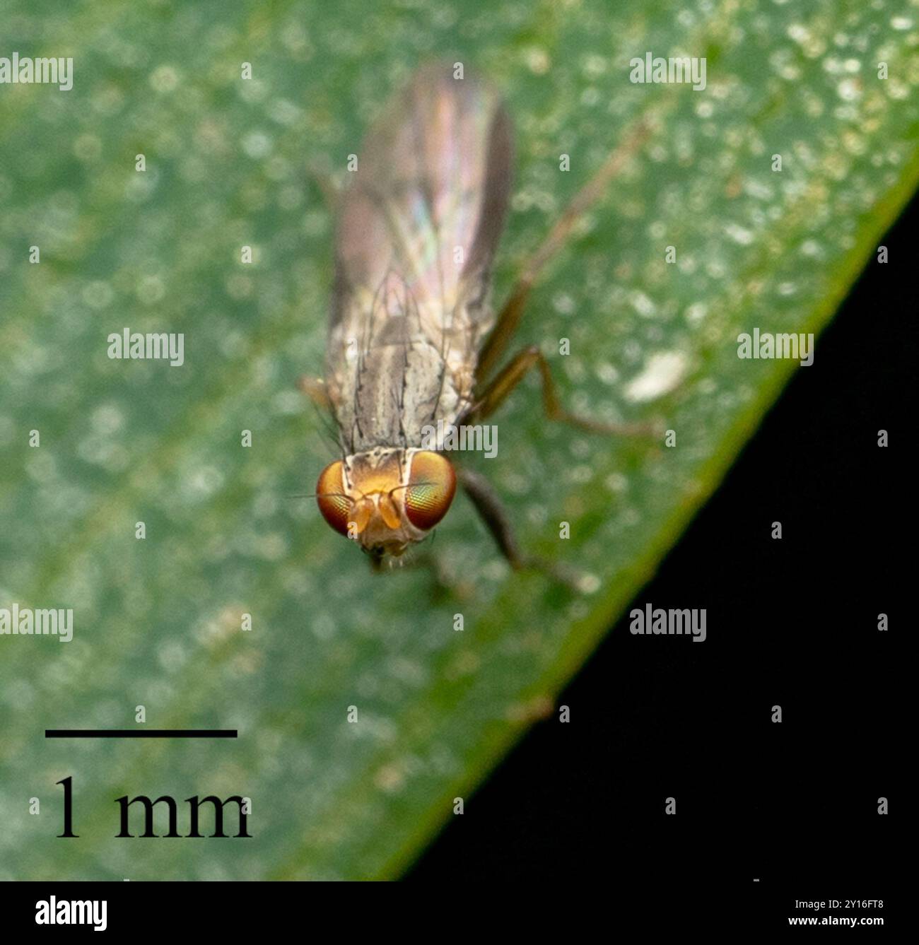 (Trixoscelis signifera) Insecta Stock Photo - Alamy