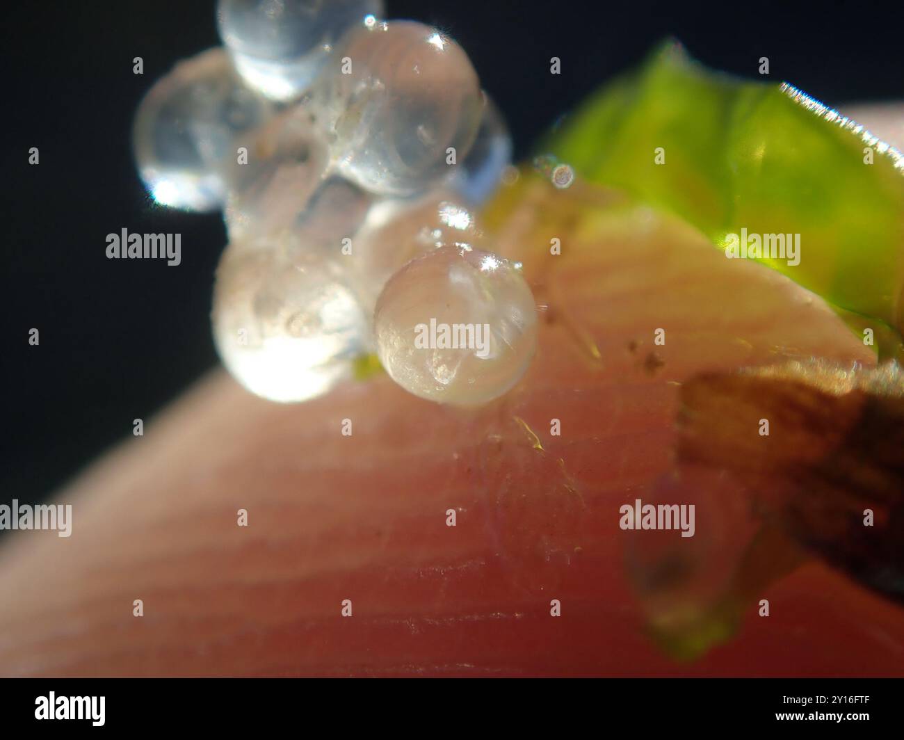 Pacific Herring (Clupea pallasii) Actinopterygii Stock Photo - Alamy