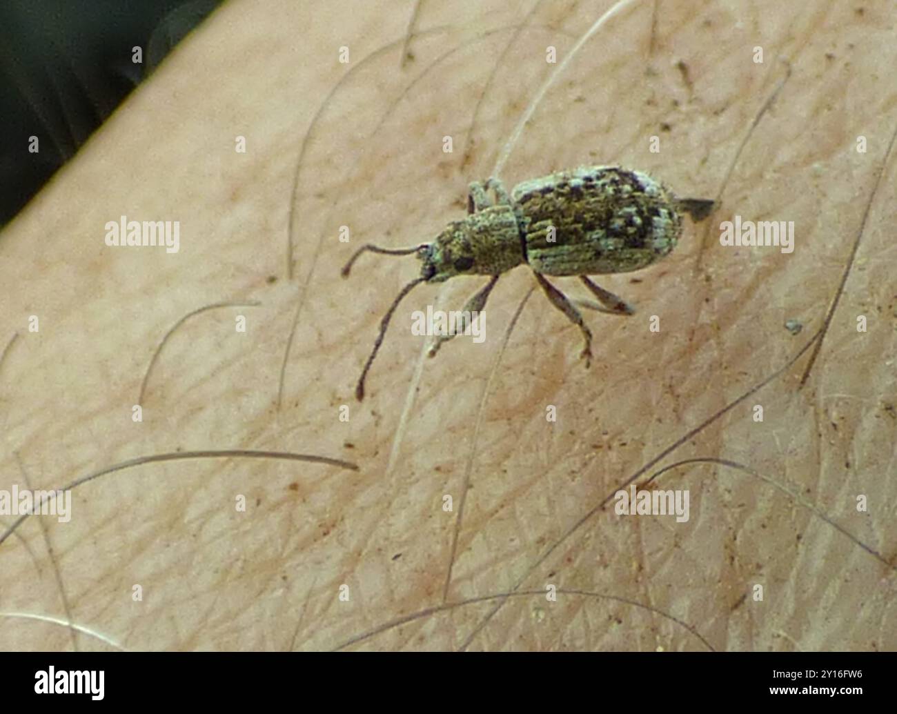 Peach Root Weevil (Pseudoedophrys hilleri) Insecta Stock Photo - Alamy