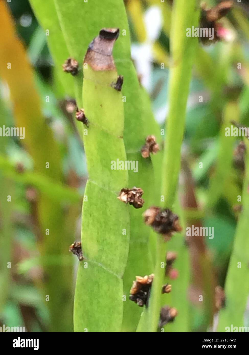 flowering plants (Angiospermae) Plantae Stock Photo - Alamy